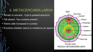 Larval%20forms%20of%20trematodes%20%5e0%20cestodes%20ppt%5e (2).pptx