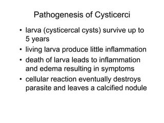 Larval cestodes who cause diseases to humans | PPTX