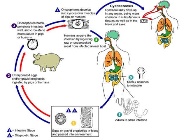 Larval cestodes who cause diseases to humans | PPT