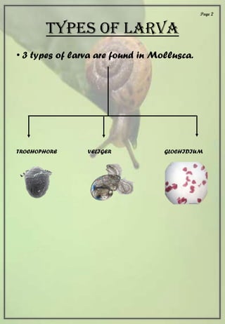 Larval form of mollusca | PPTX