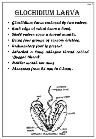 Larval form of mollusca | PPTX