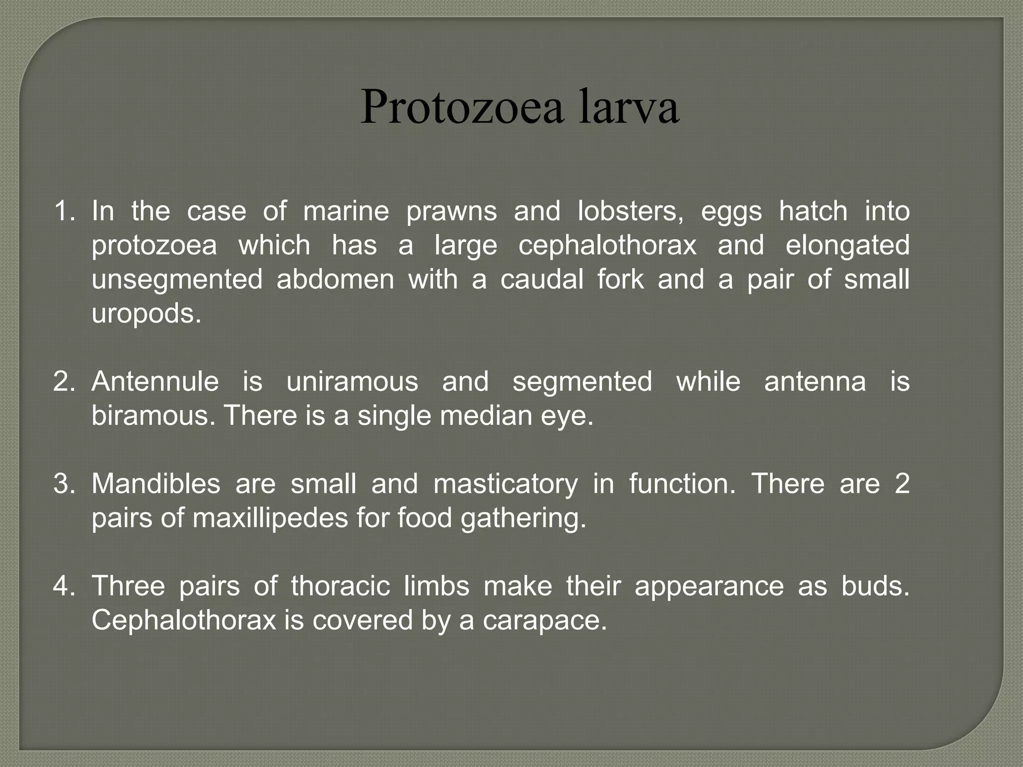 Larval forms and their significance in arthropoda | PPTX