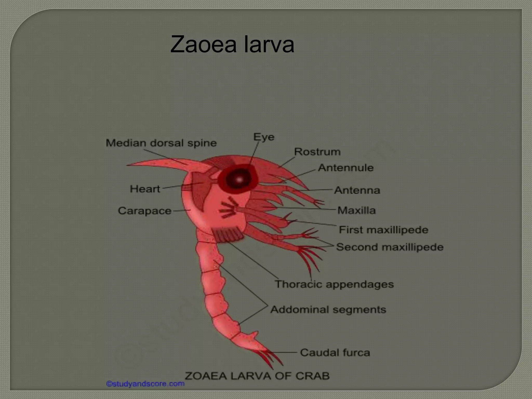 Larval forms and their significance in arthropoda | PPTX