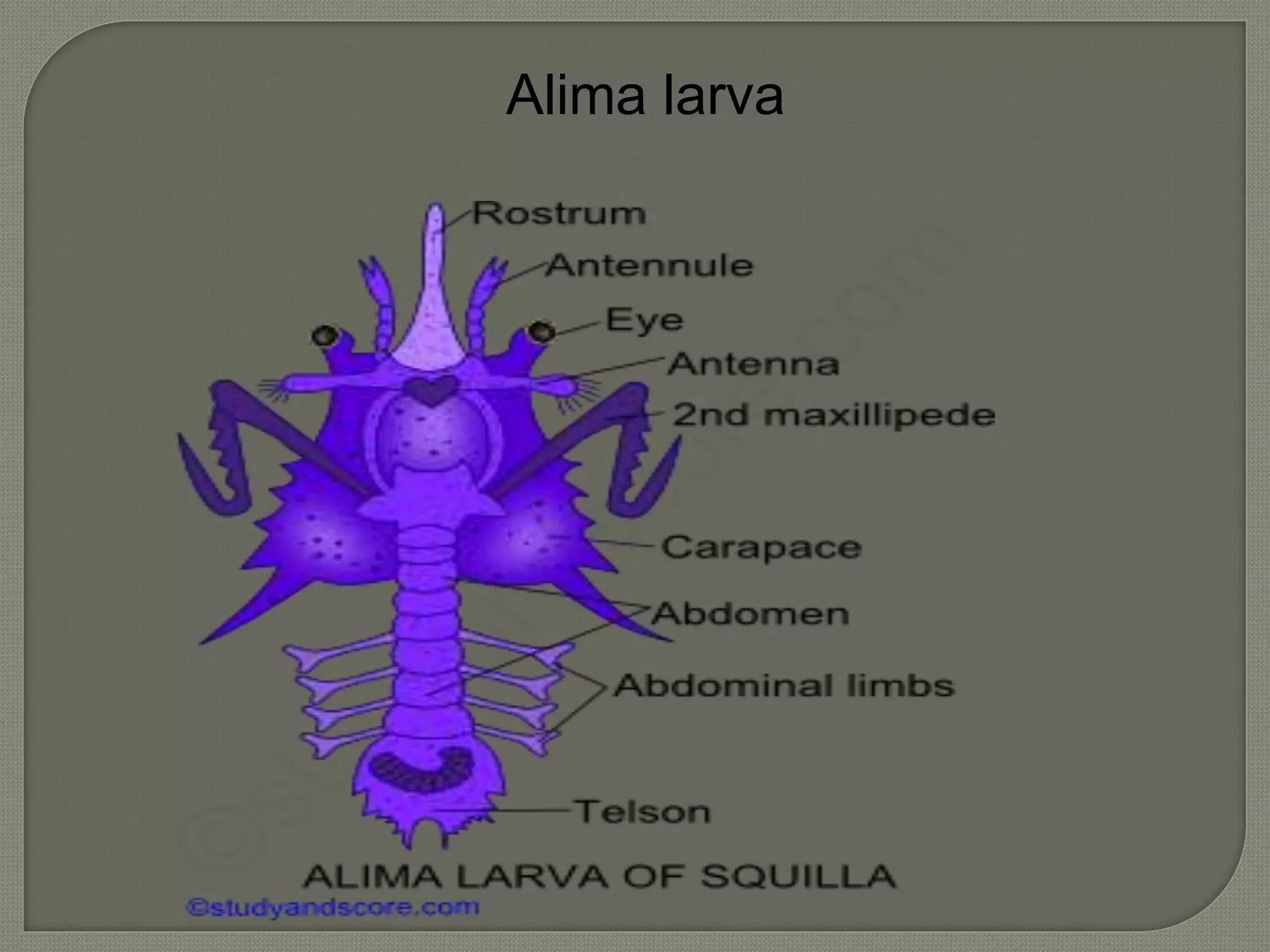 Larval forms and their significance in arthropoda | PPTX