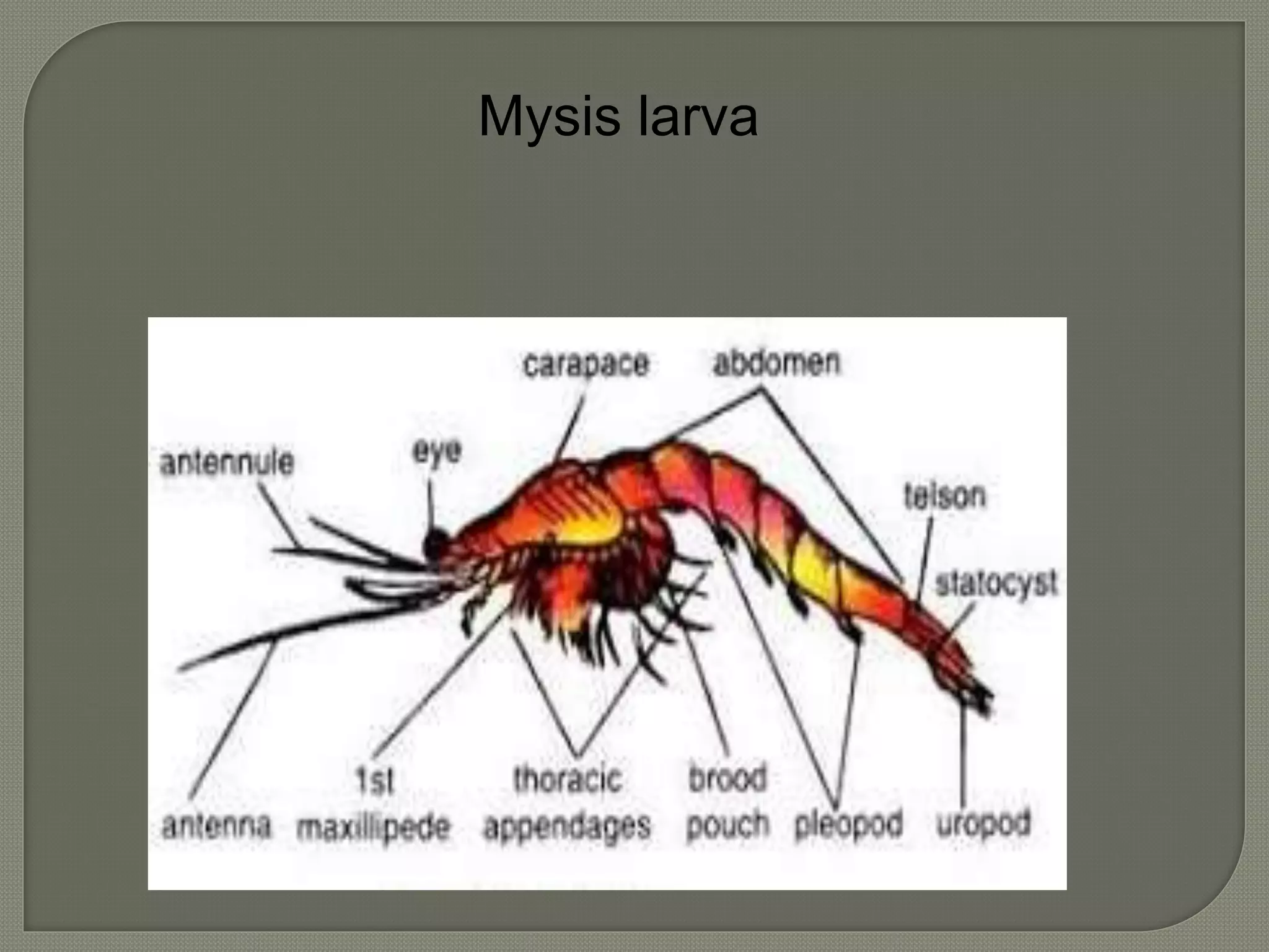 Larval forms and their significance in arthropoda | PPTX