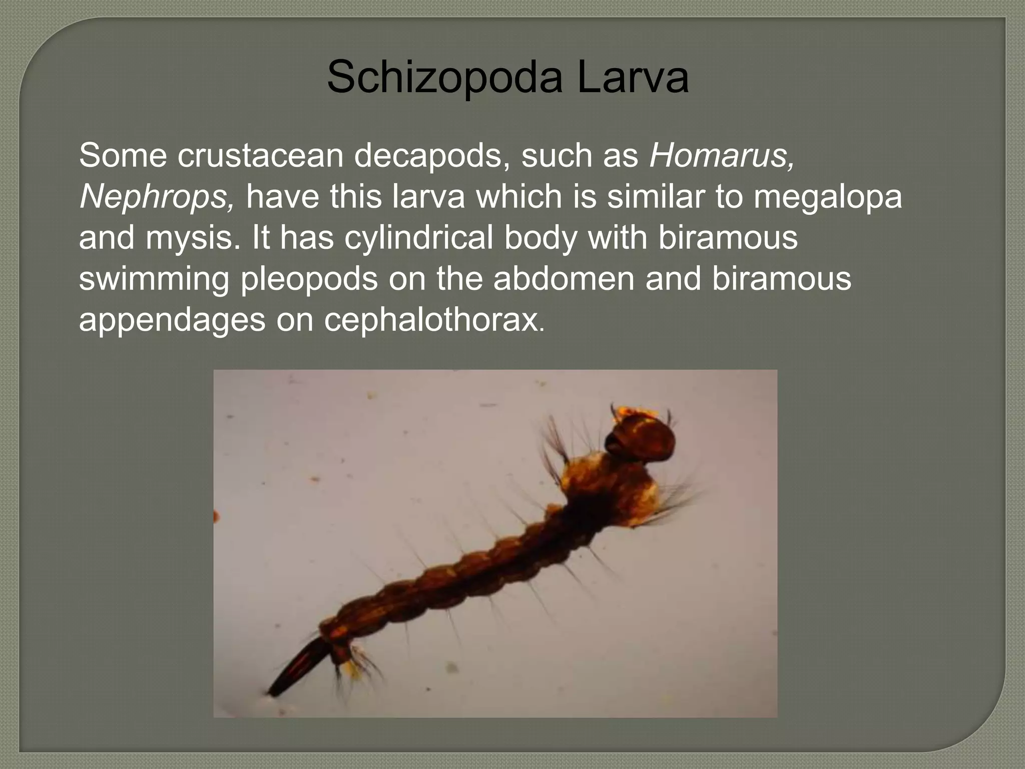 Larval forms and their significance in arthropoda | PPTX