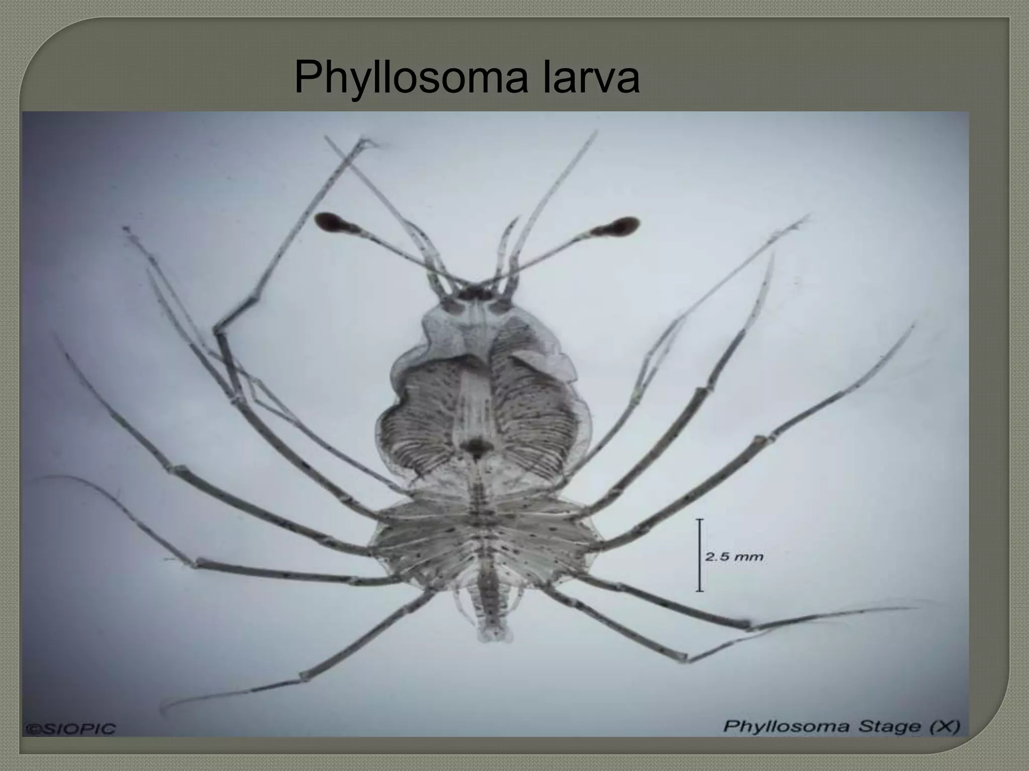 Larval forms and their significance in arthropoda | PPTX
