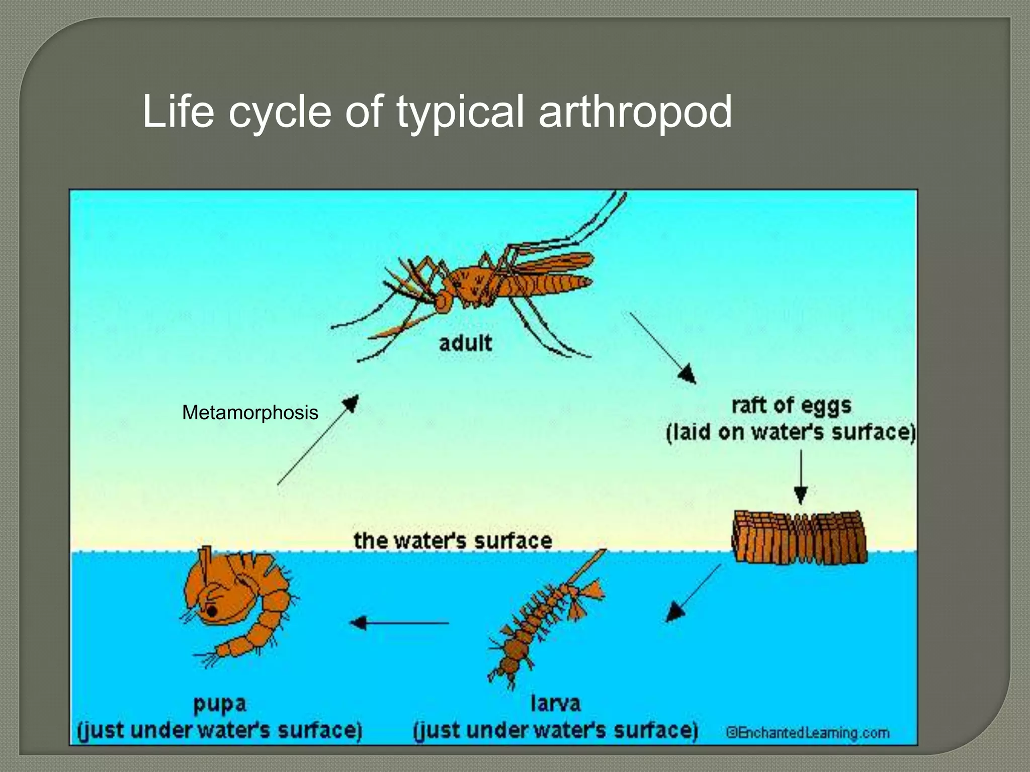 Larval forms and their significance in arthropoda | PPTX