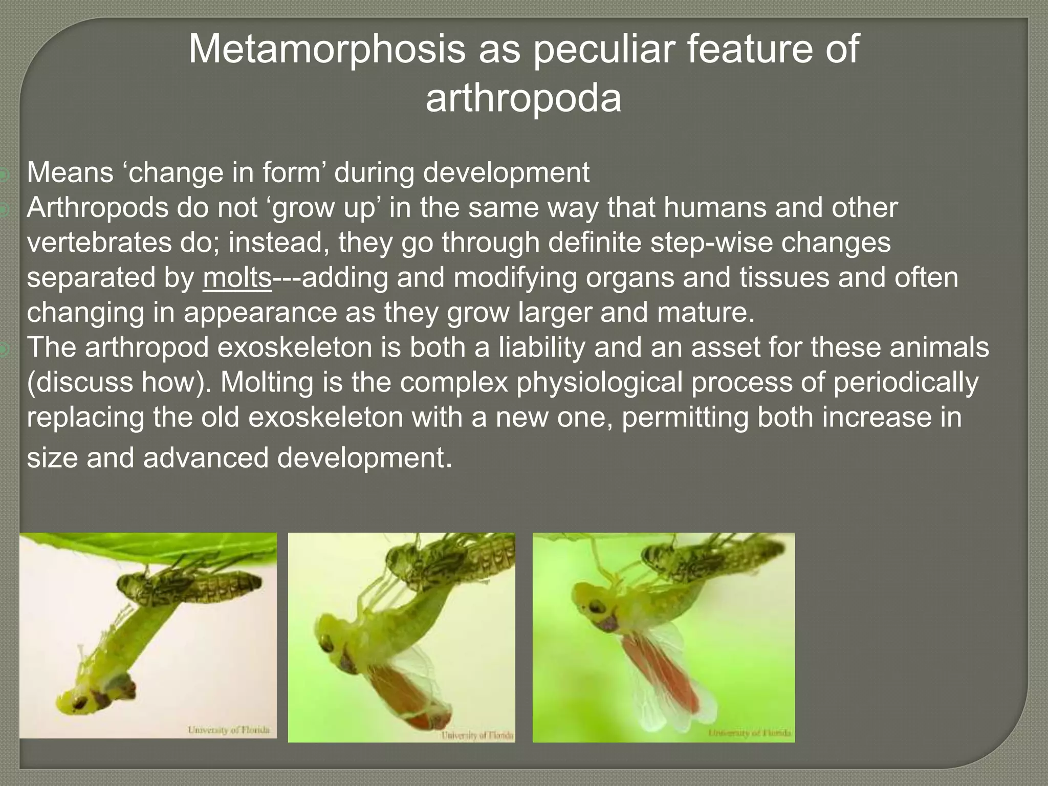 Larval forms and their significance in arthropoda | PPTX