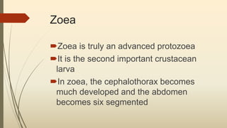 Larval forms in crustaceans | PPT