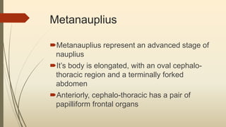 Larval forms in crustaceans | PPT
