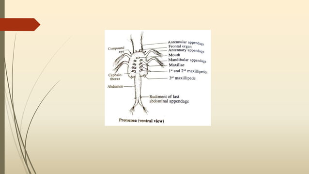 Larval forms in crustaceans | PPT