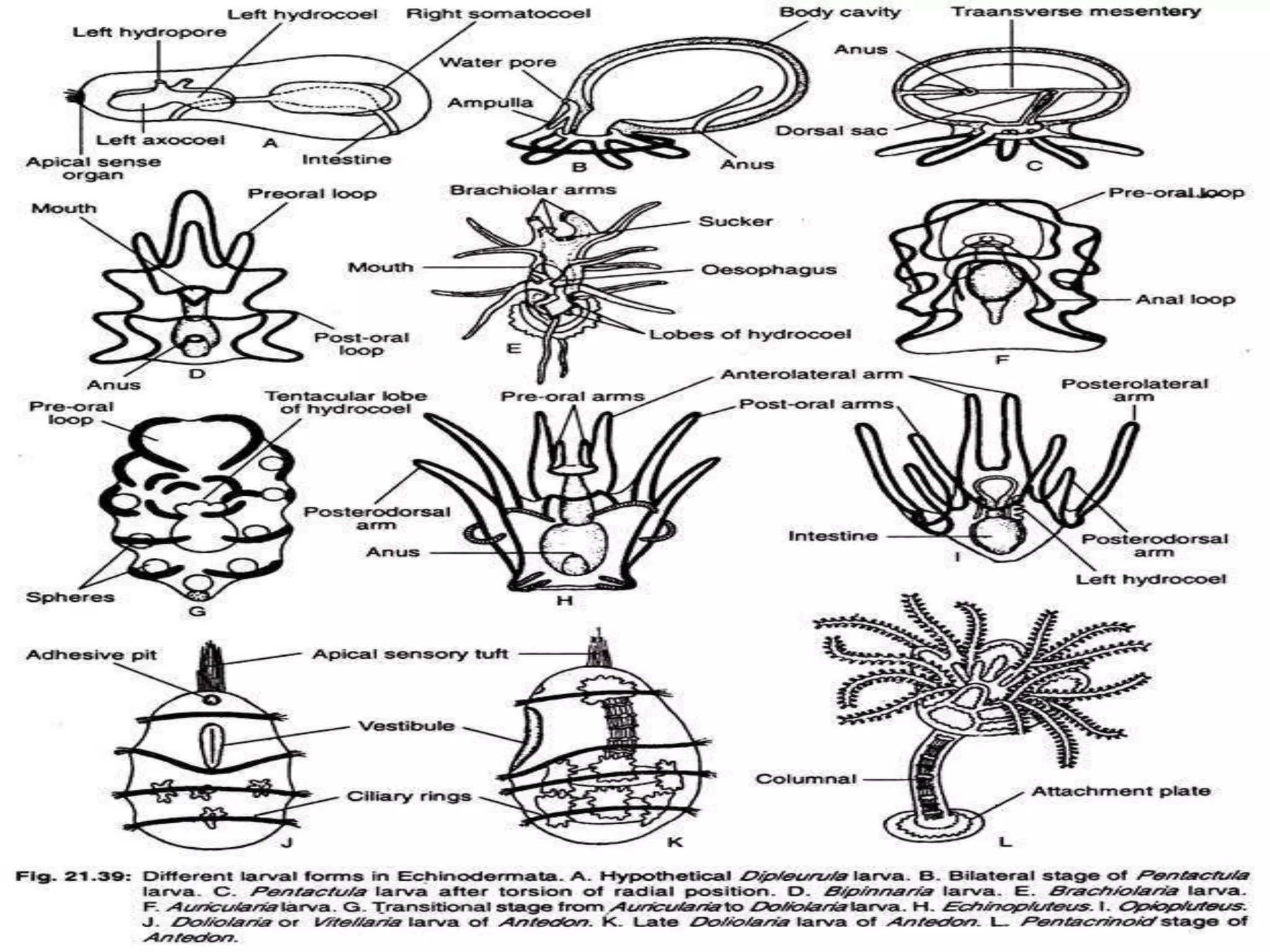 Larval forms in echinodermata | PPTX
