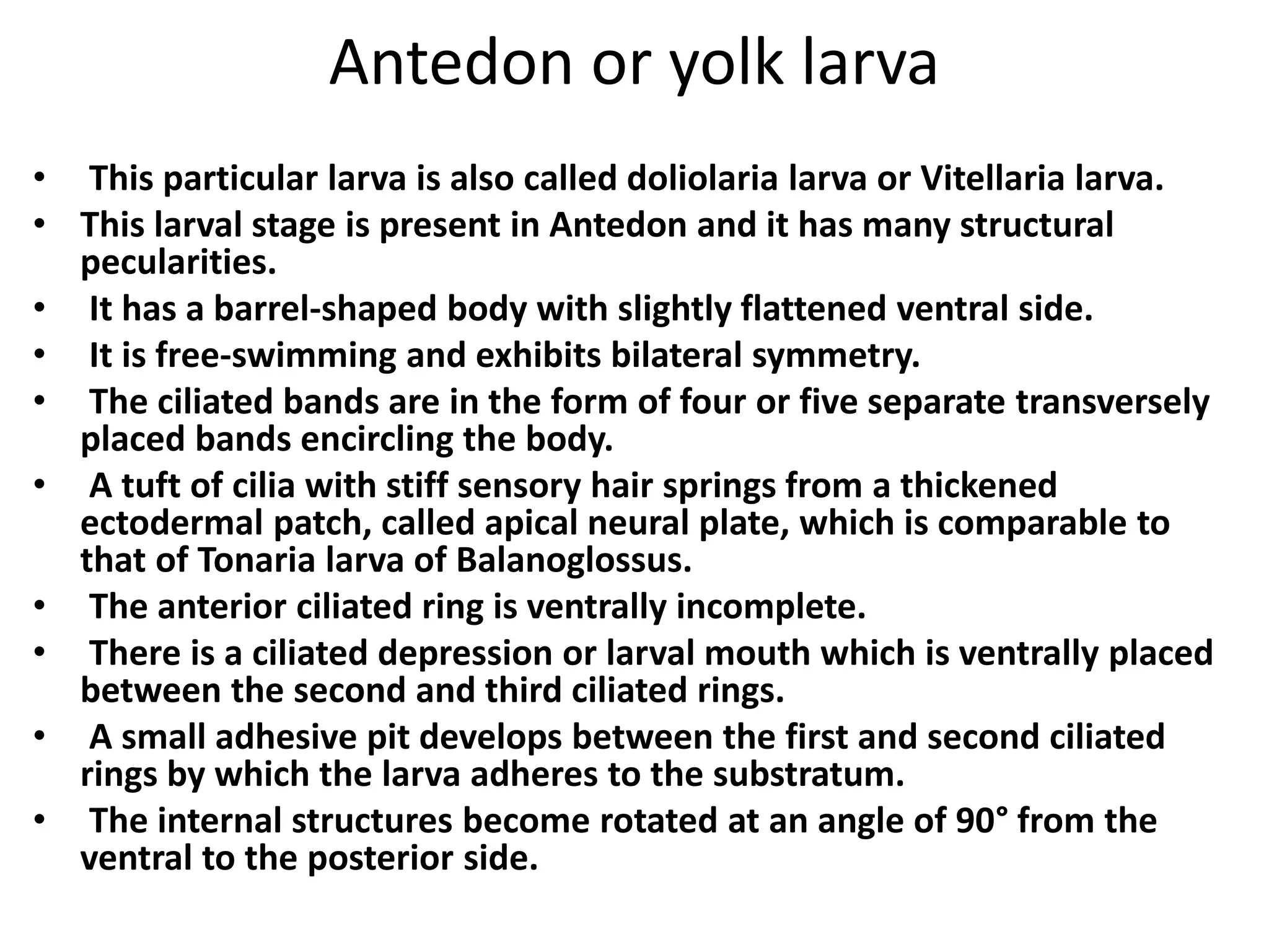 Larval forms in echinodermata | PPTX