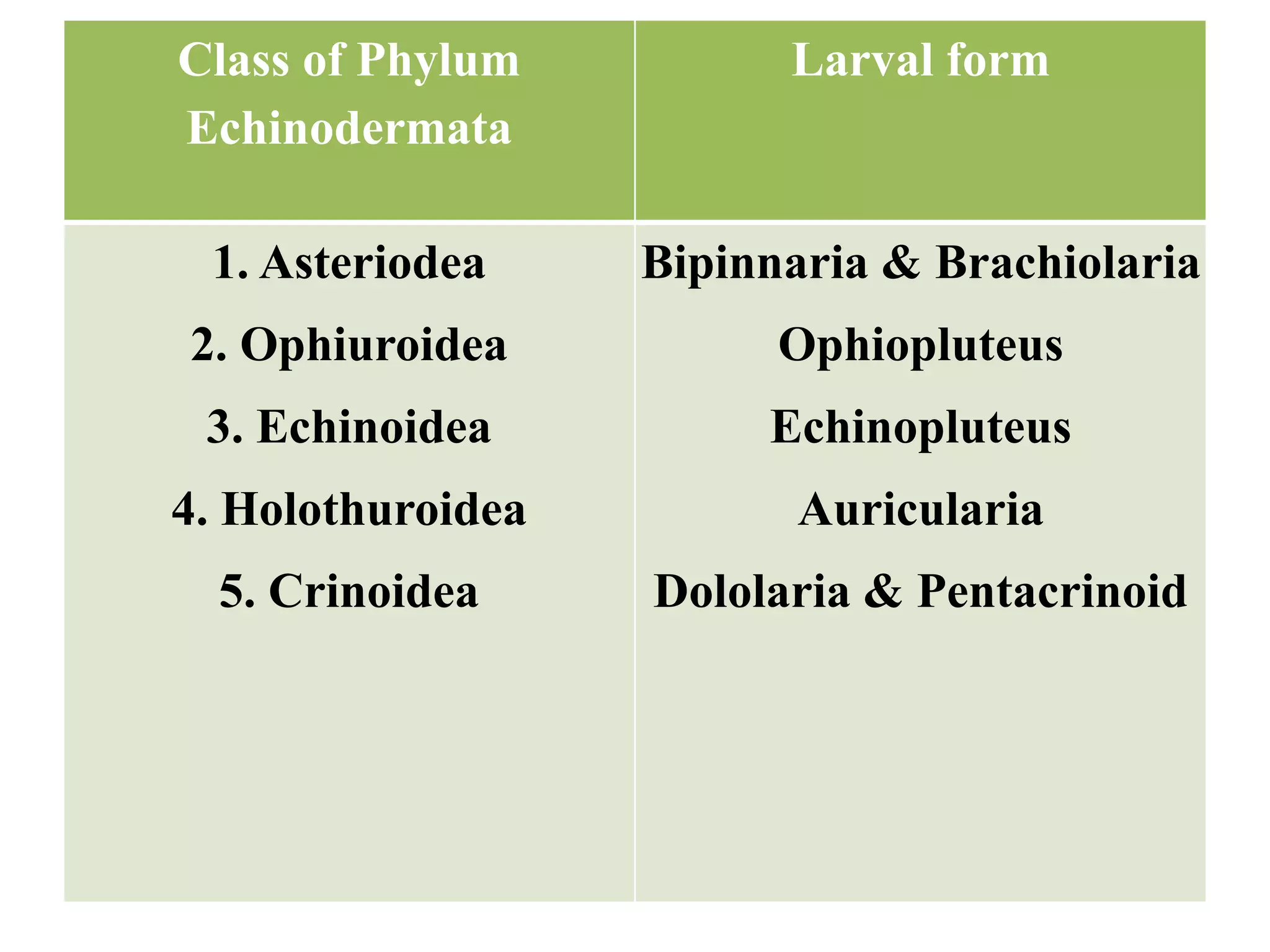 Larval forms in echinodermata | PPTX