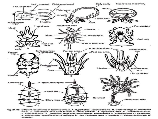 Larval forms in echinodermata | PPTX