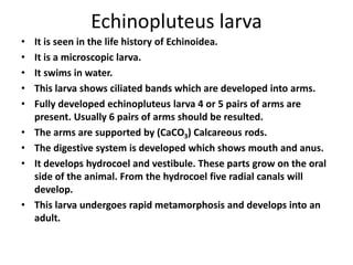 Larval forms in echinodermata | PPTX