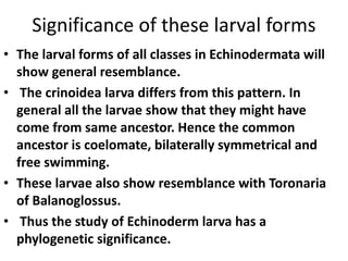 Larval forms in echinodermata | PPTX