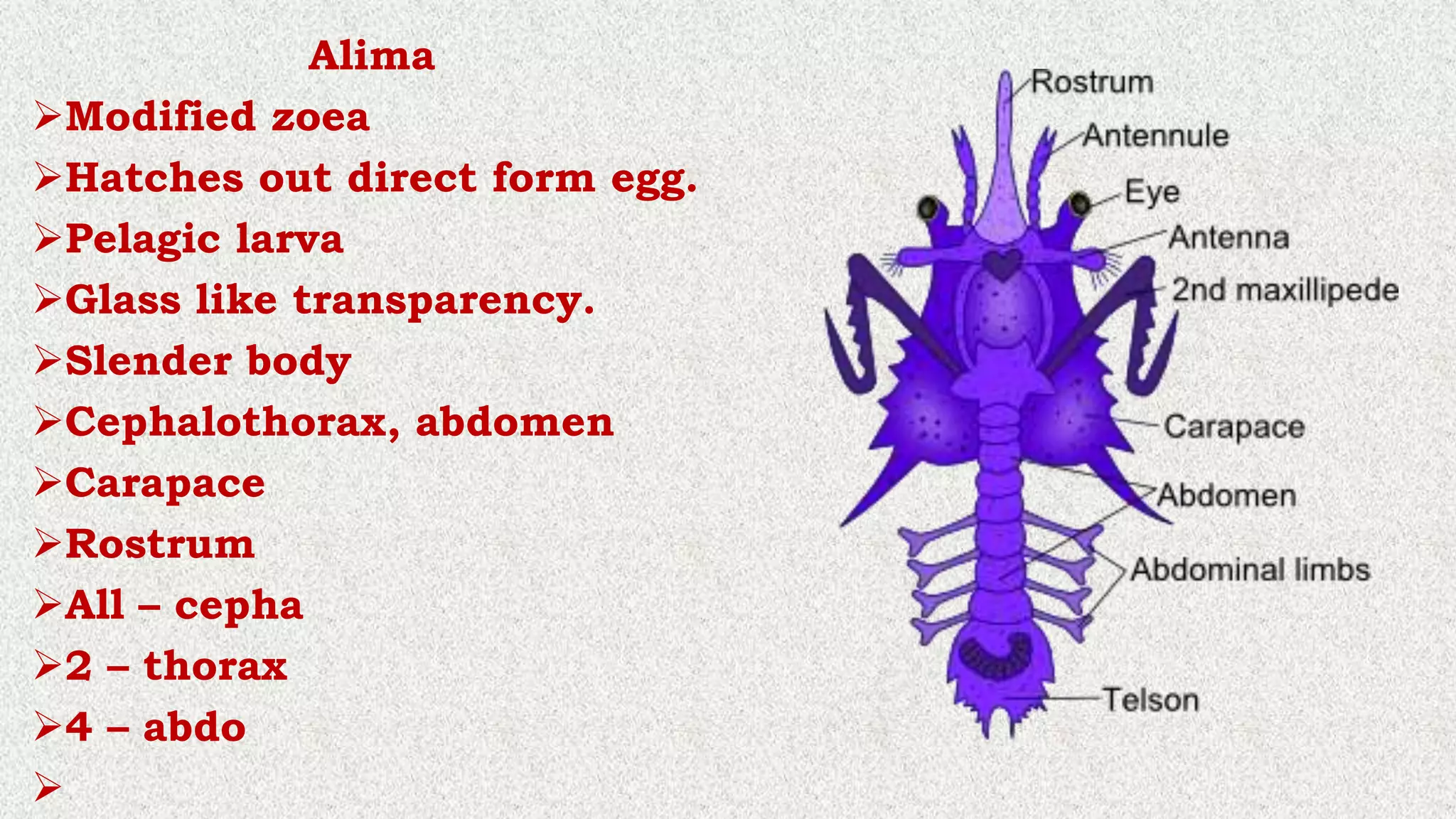 Larval forms of Crustacea.pptx