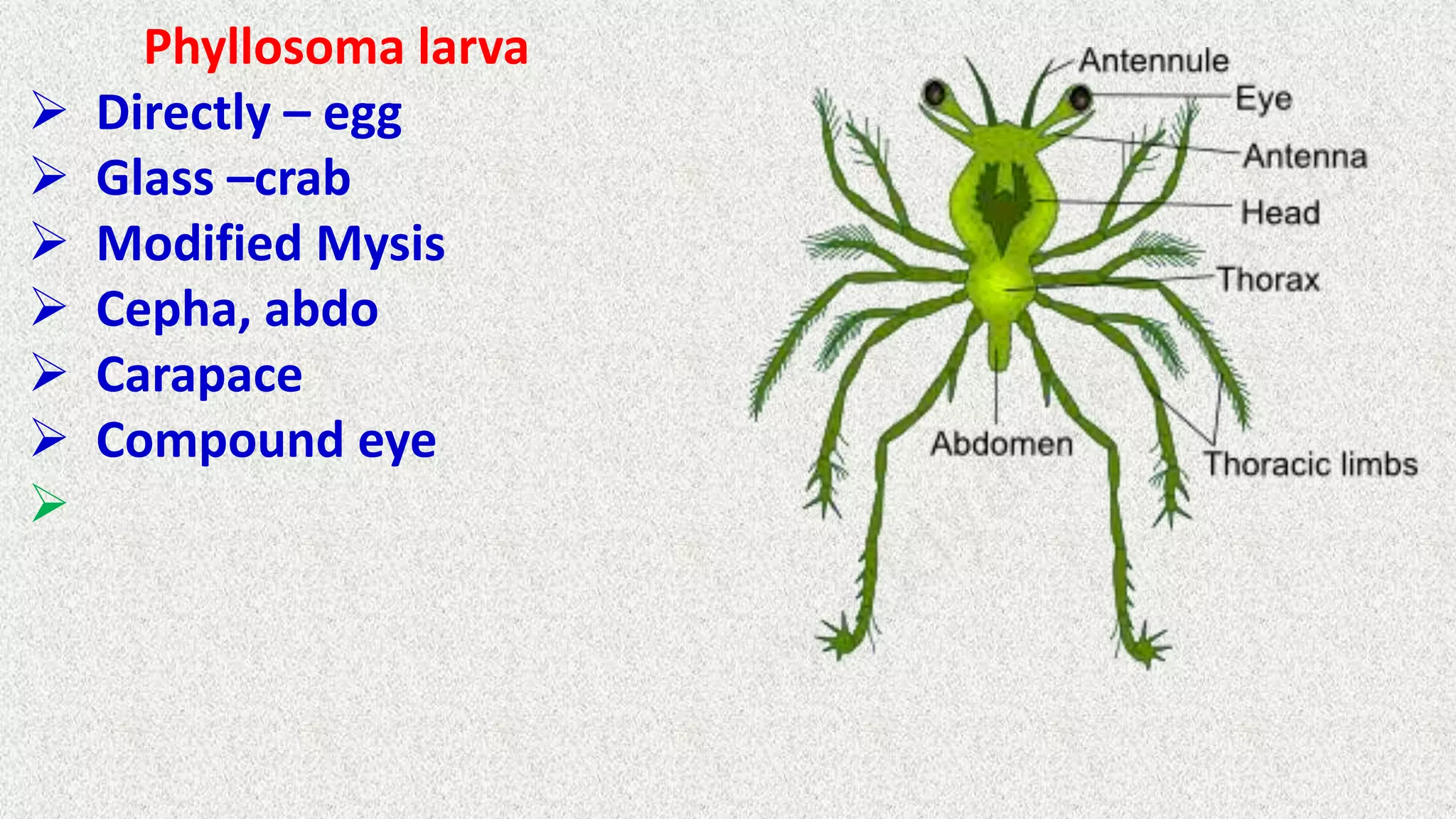 Larval forms of Crustacea.pptx