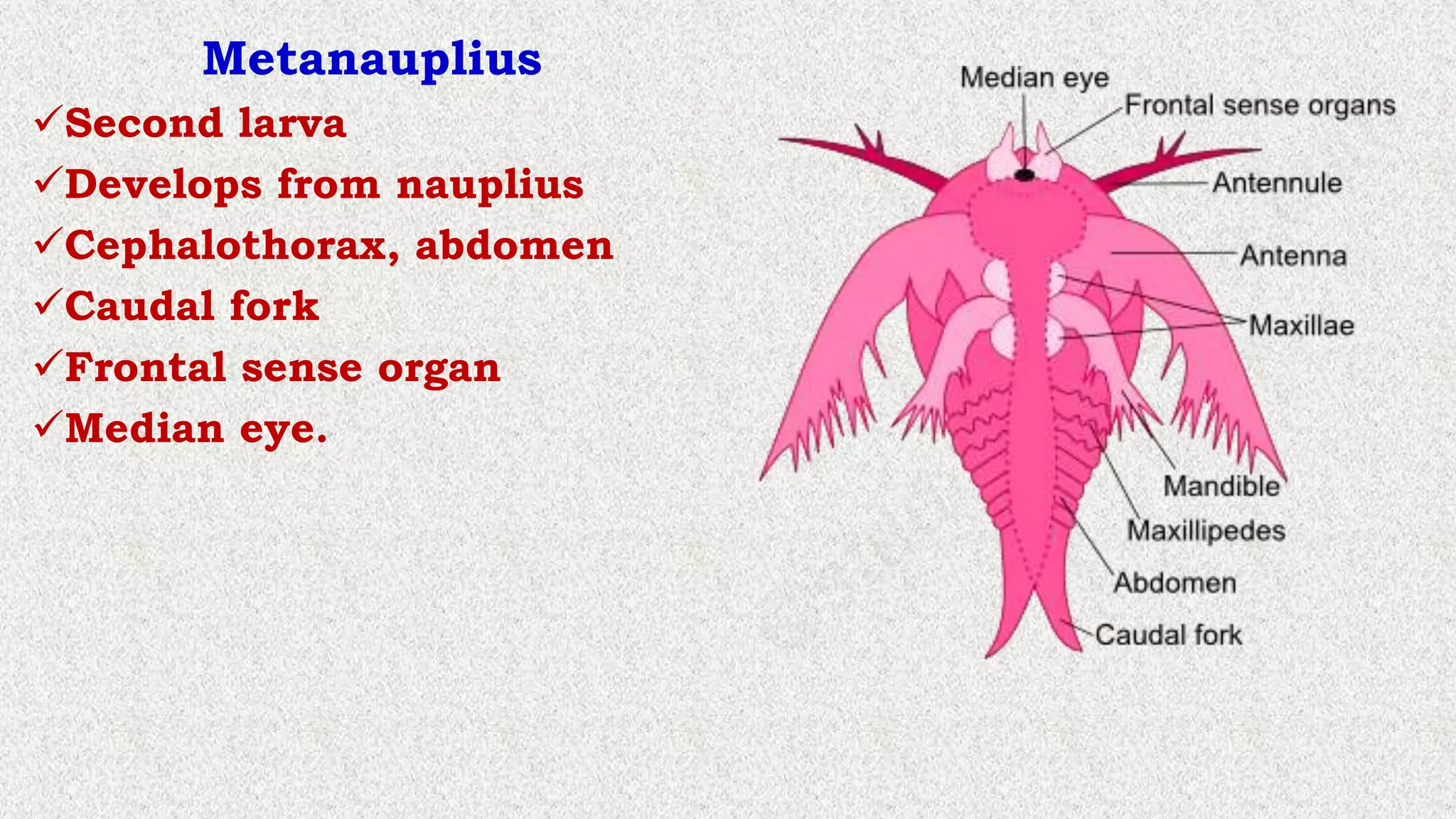 Larval forms of Crustacea.pptx