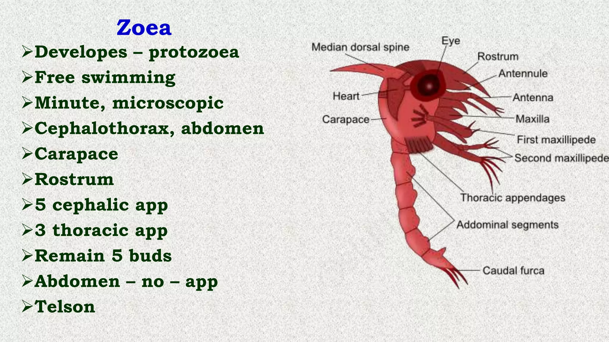Larval forms of Crustacea.pptx