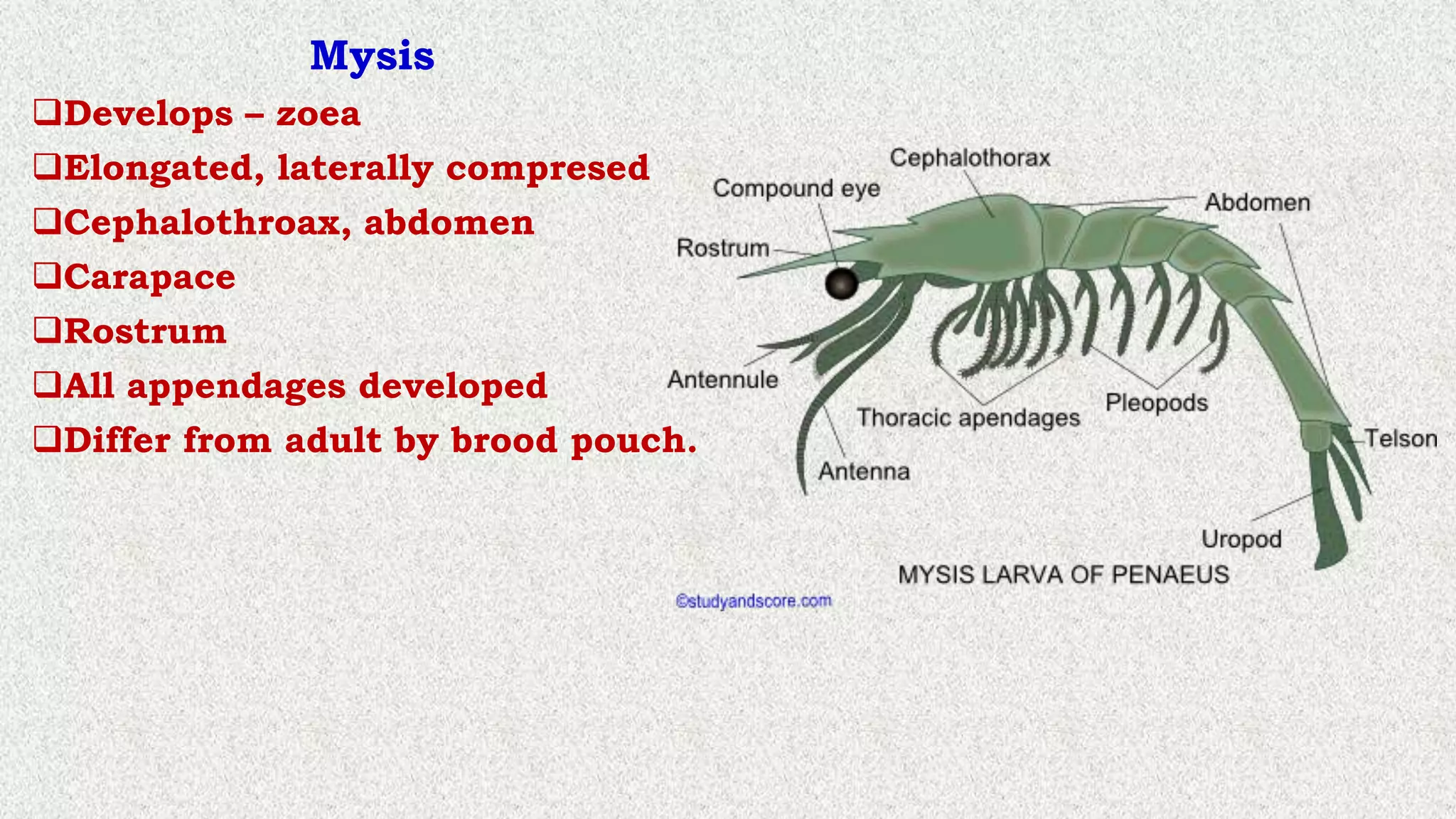 Larval forms of Crustacea.pptx