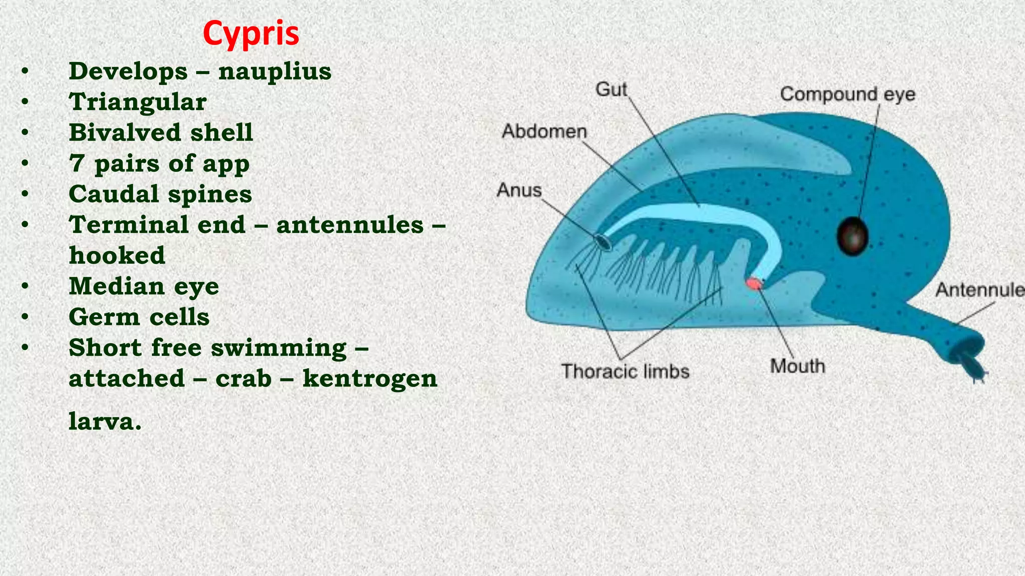 Larval forms of Crustacea.pptx