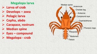 Larval forms of Crustacea.pptx