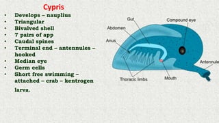 Larval forms of Crustacea.pptx