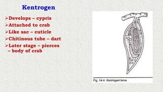 Larval forms of Crustacea.pptx