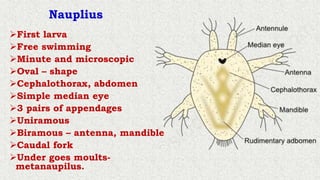 Larval forms of Crustacea.pptx