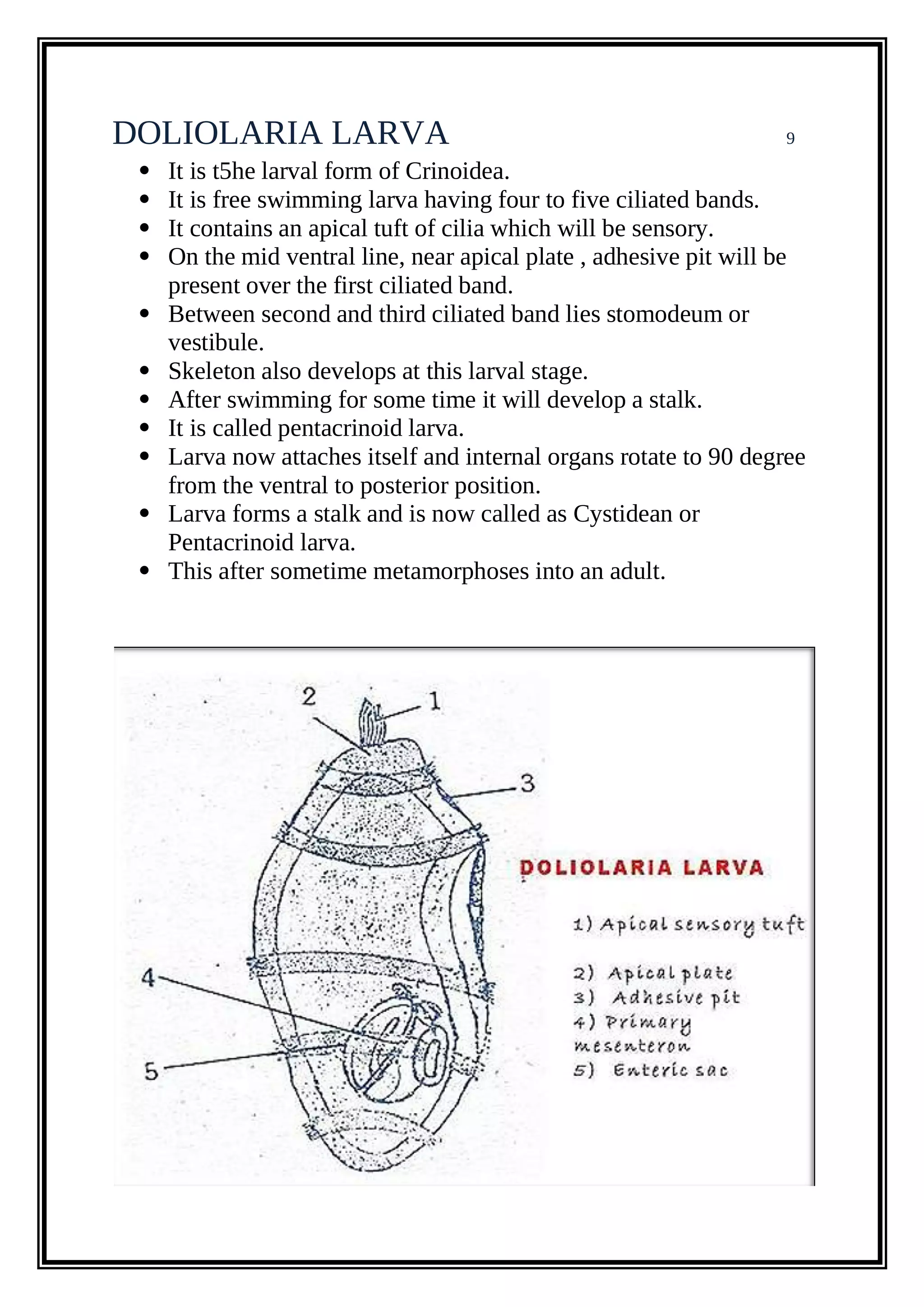 Larval forms of echinoderms | PDF