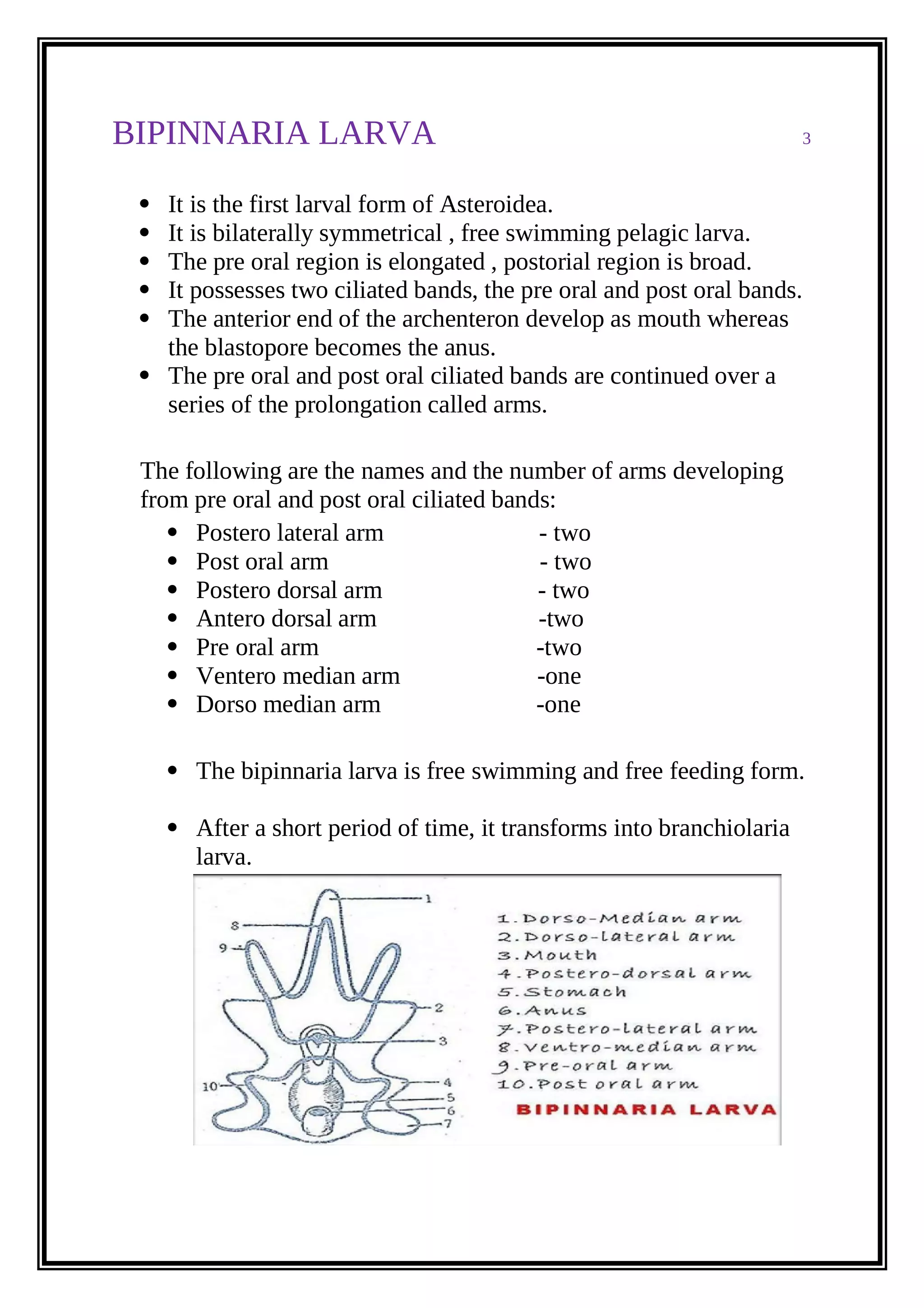 Larval forms of echinoderms | PDF