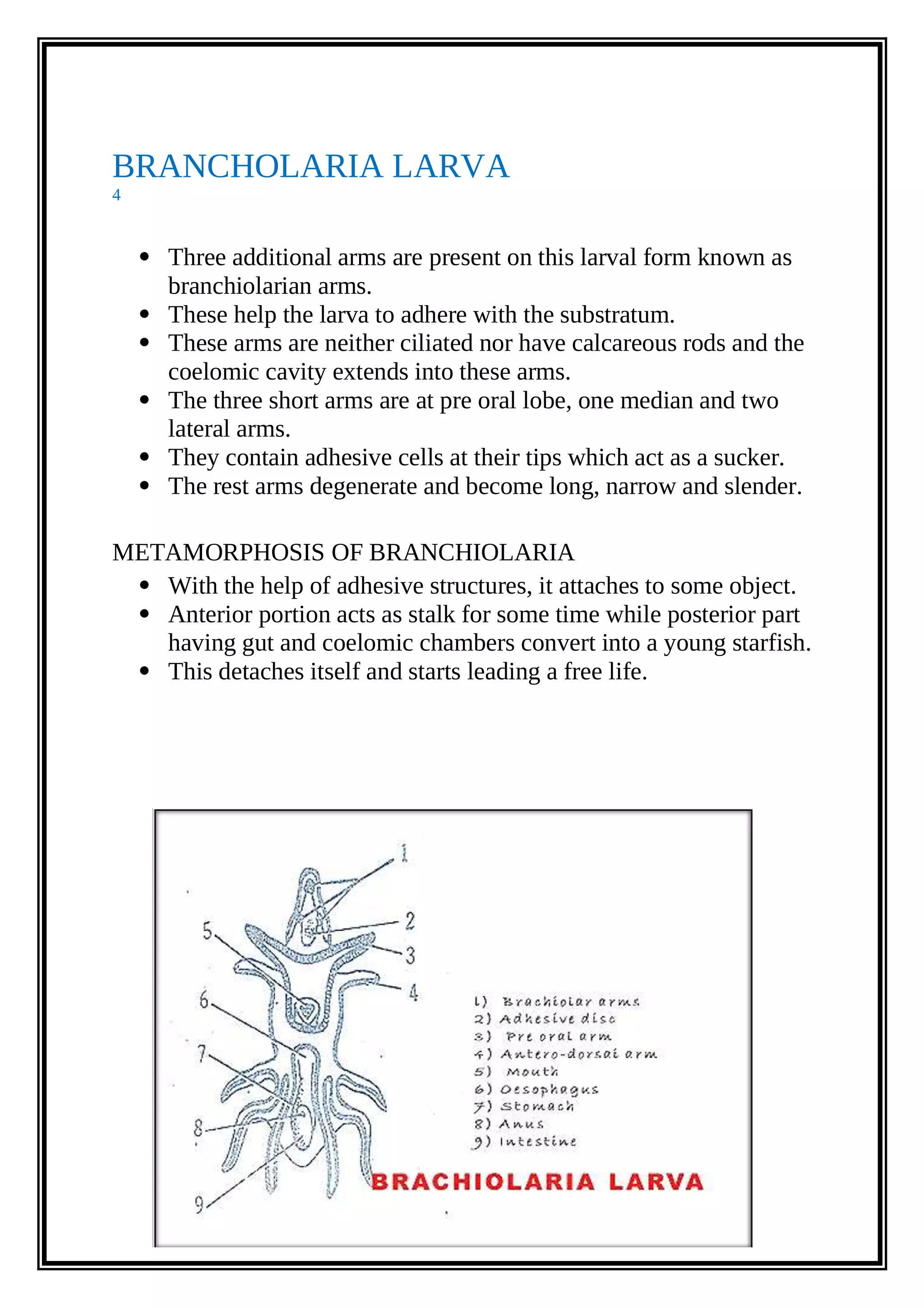 Larval forms of echinoderms | PDF