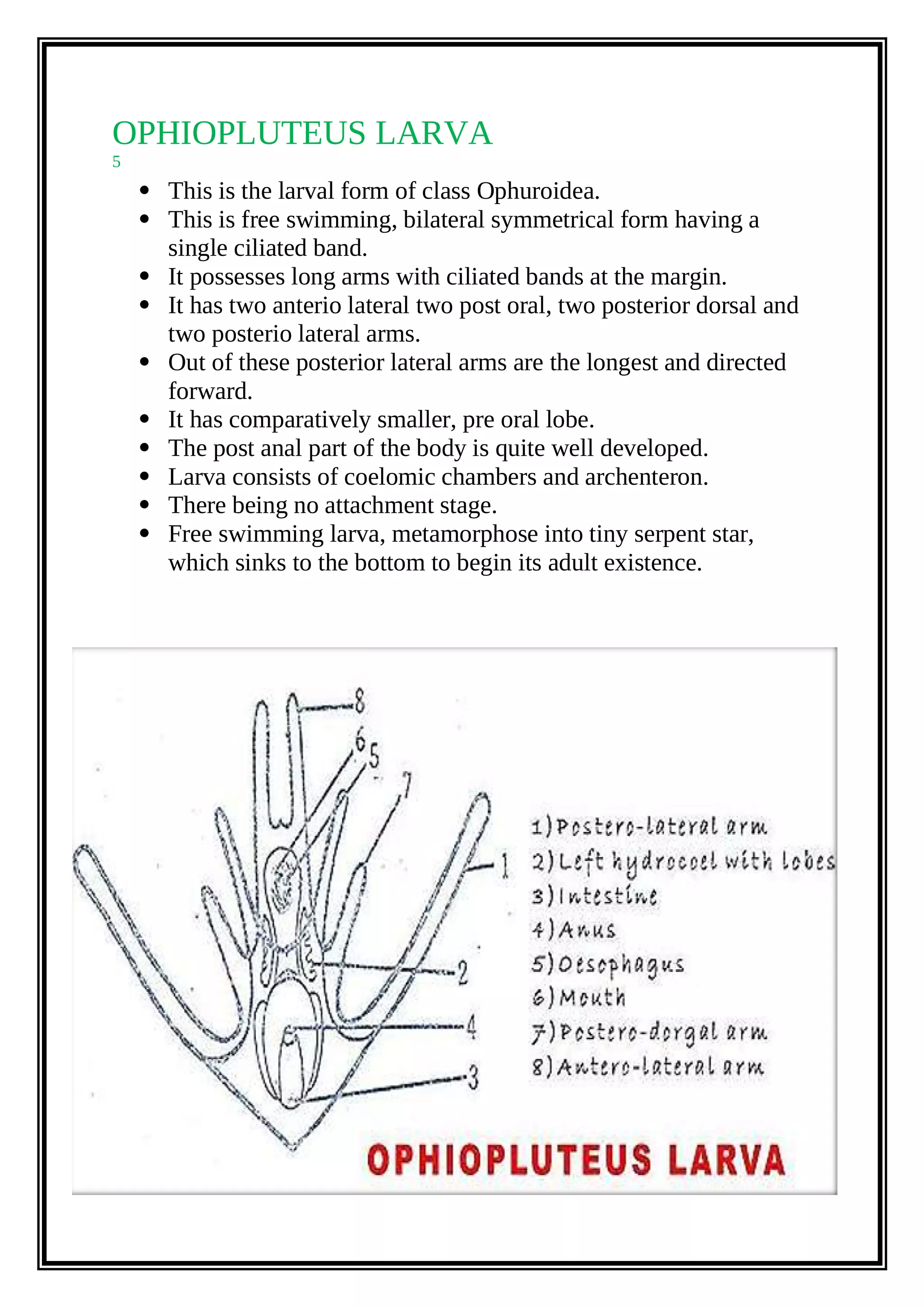 Larval forms of echinoderms | PDF