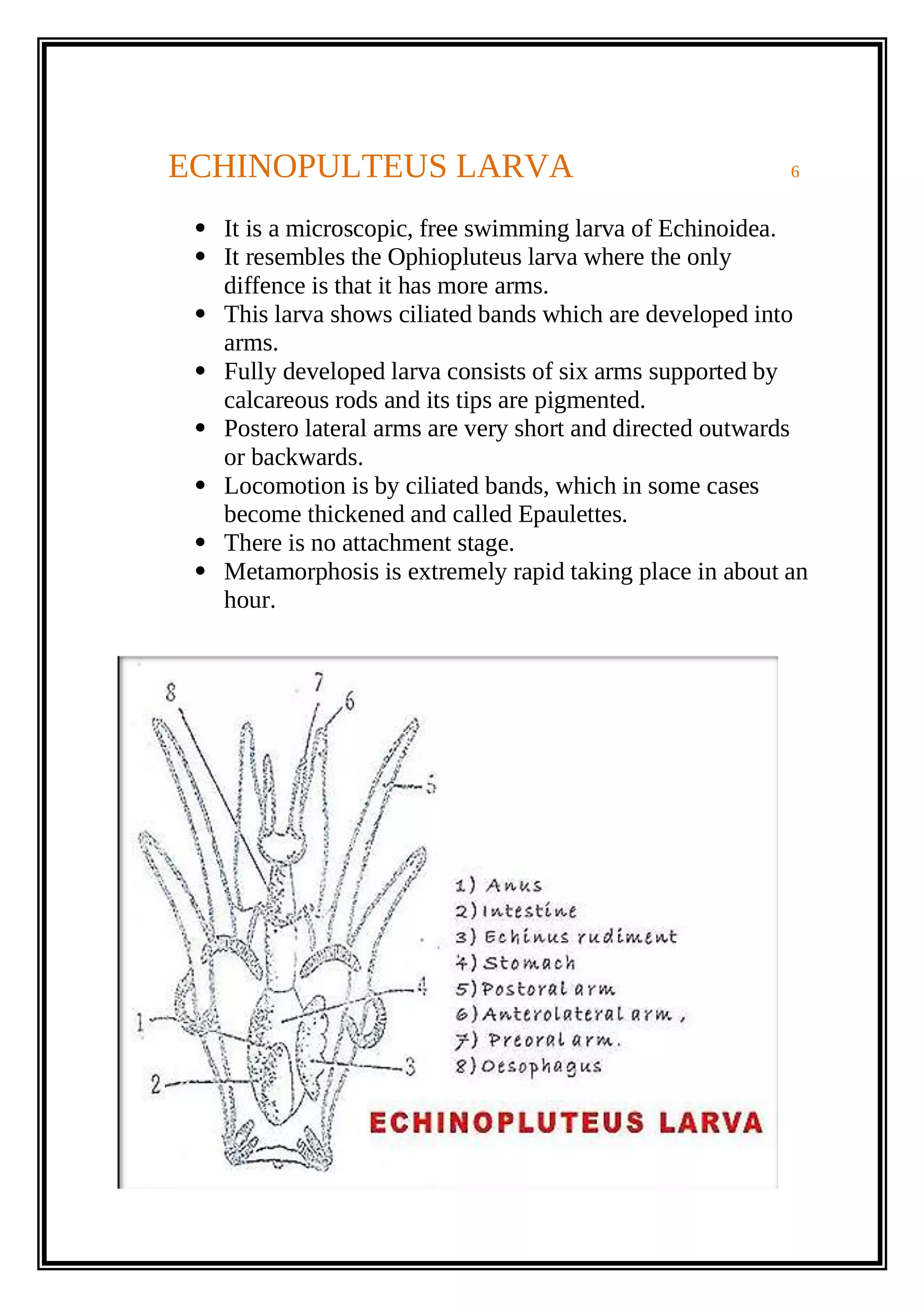 Larval forms of echinoderms | PDF