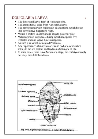Larval forms of echinoderms | PDF