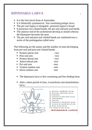 Larval forms of echinoderms | PDF