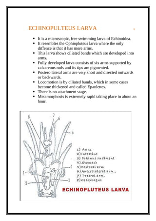 Larval forms of echinoderms | PDF