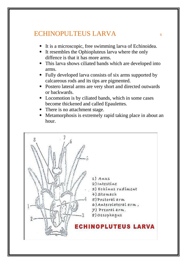 Larval forms of echinoderms | PDF | Biological Sciences | Science