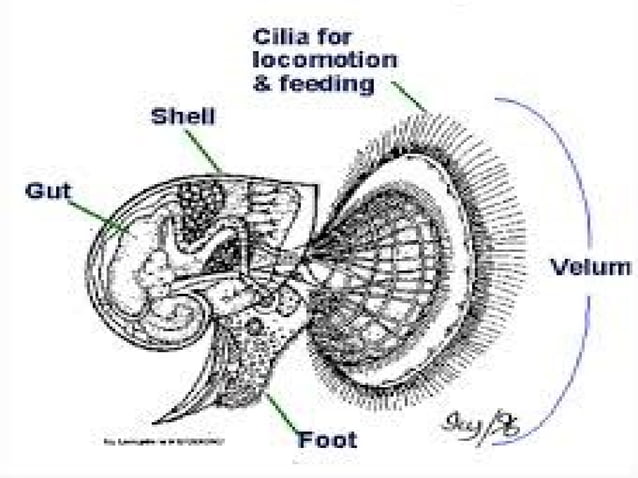 Phylum Mollusca: Larval forms with structure | PPT