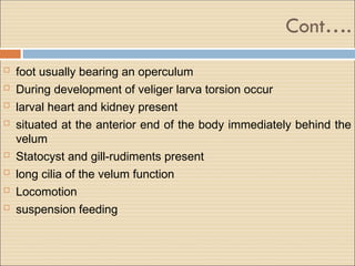 Phylum Mollusca: Larval forms with structure | PPT