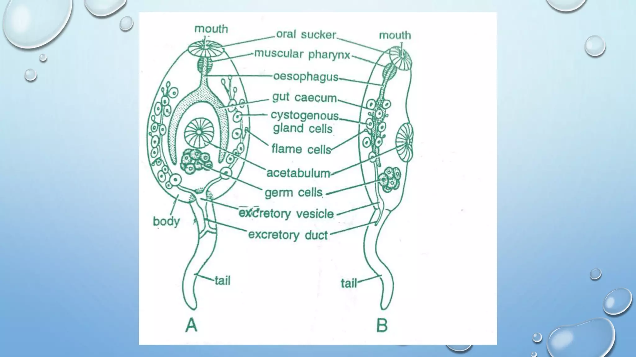 Larval forms of trematodes sj | PPTX