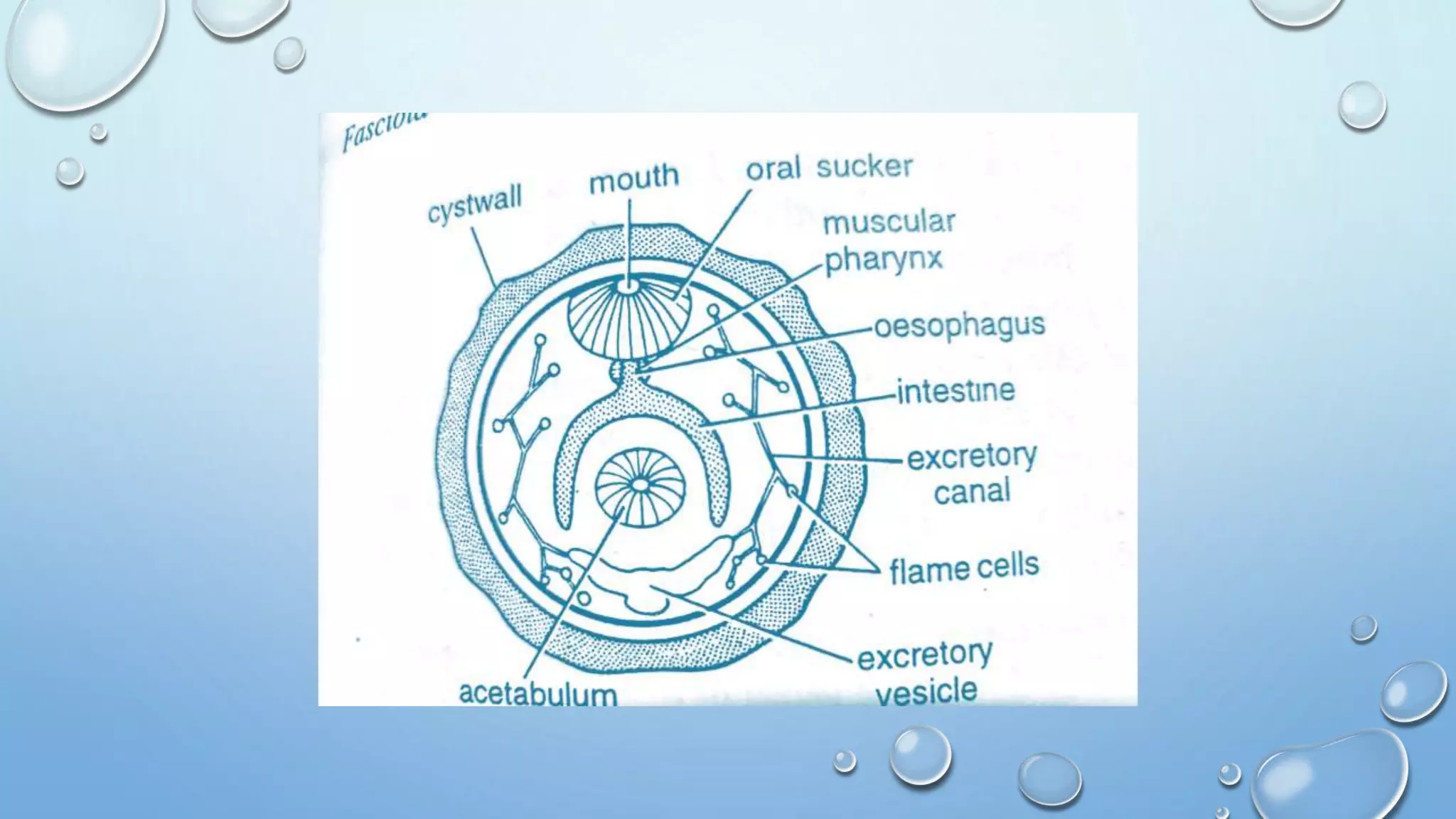 Larval forms of trematodes sj | PPTX