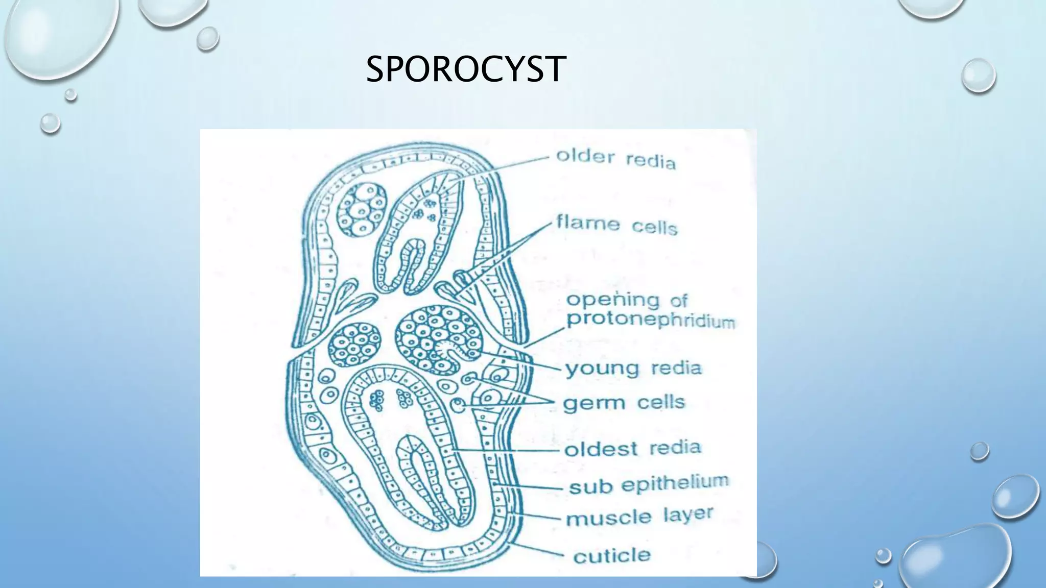 Larval forms of trematodes sj | PPTX