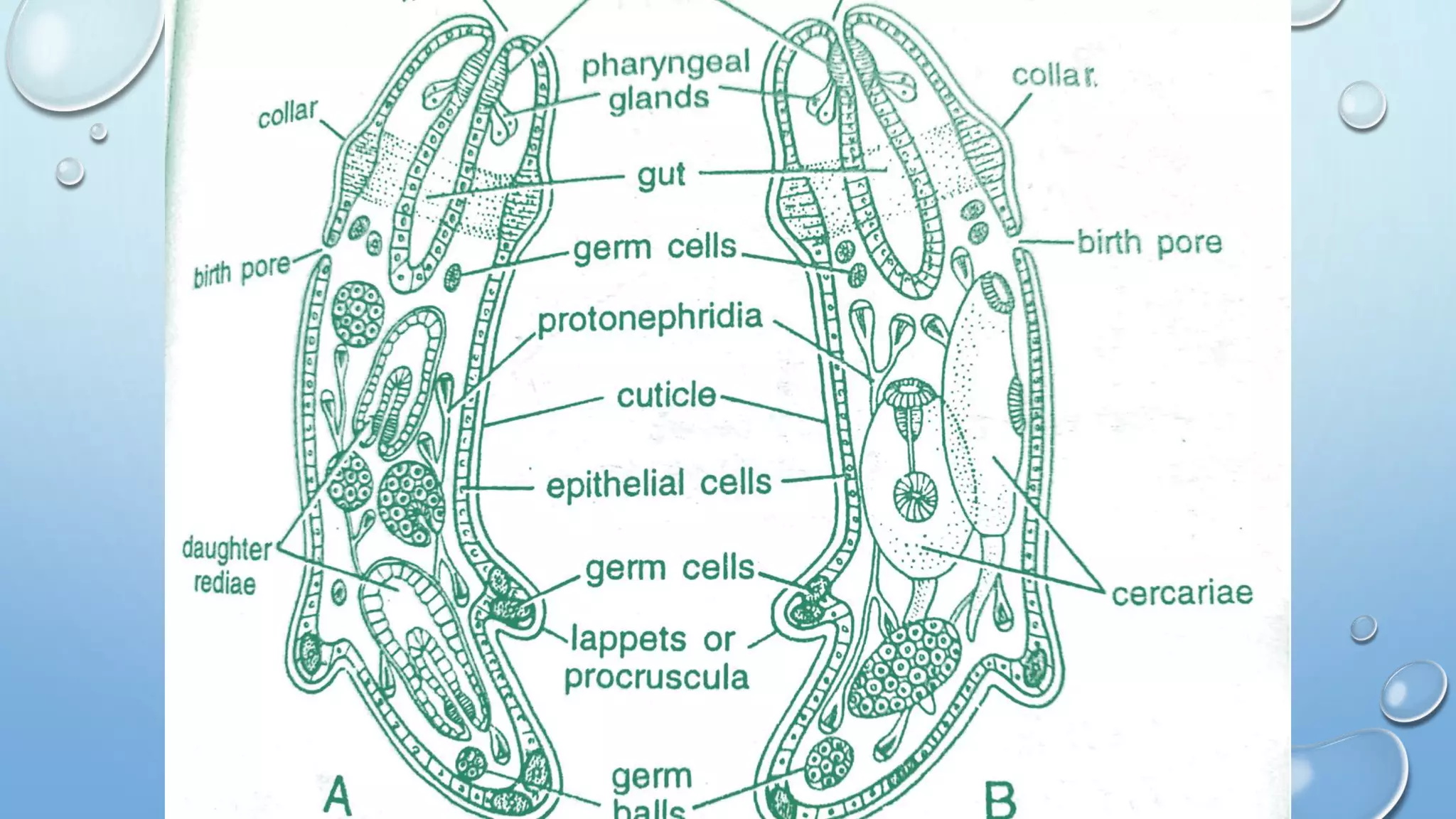Larval Forms Of Trematodes Sj Pptx