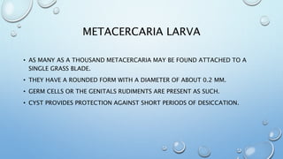 Larval forms of trematodes sj | PPTX