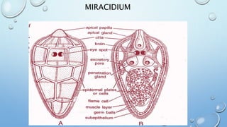 Larval forms of trematodes sj | PPTX