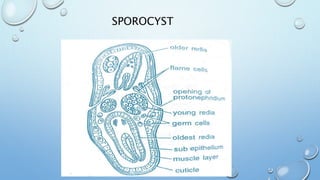 Larval forms of trematodes sj | PPTX